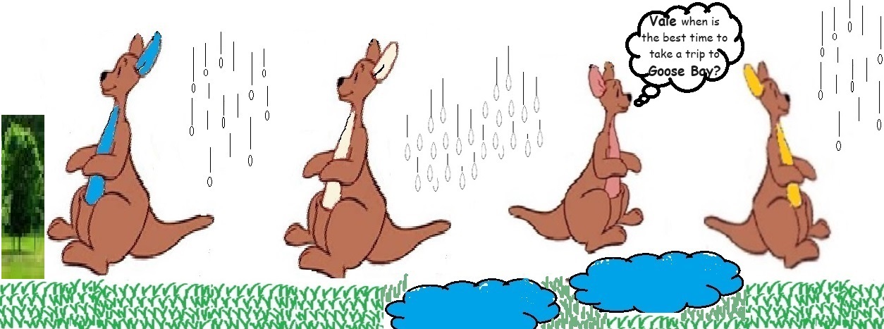 KANGAROO COMICS – EPISODE 372 | SVENFLY